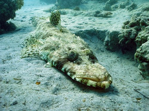 ANIMAL WORLD TokTil: Crocodile Fish