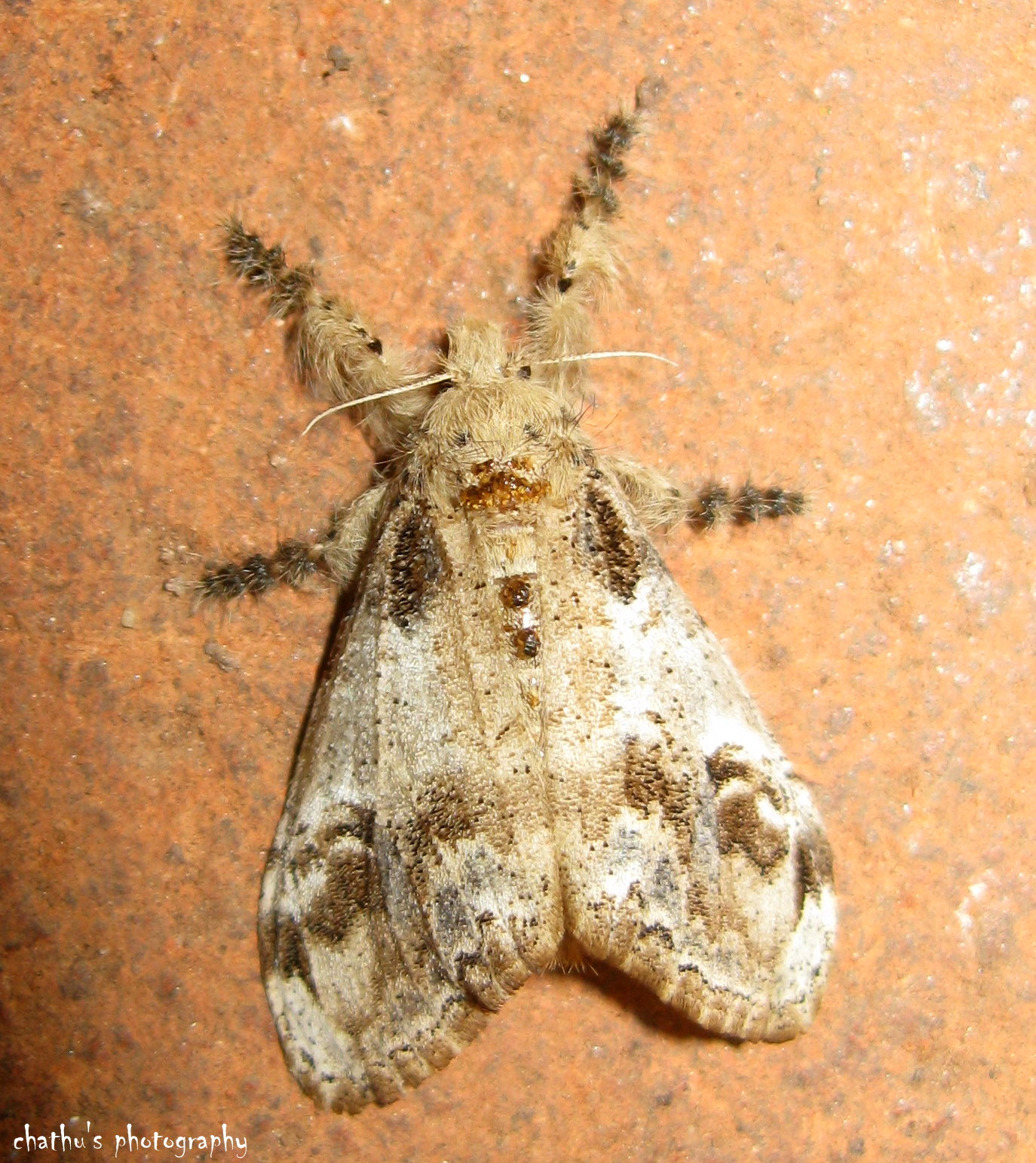 Nature Of Srilanka: Moths