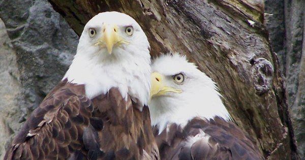 White Wolf : Amazing Facts About Eagles (Video)