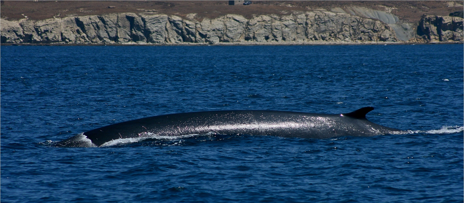 8x42: Rorcual Común. La otra migración del estrecho.