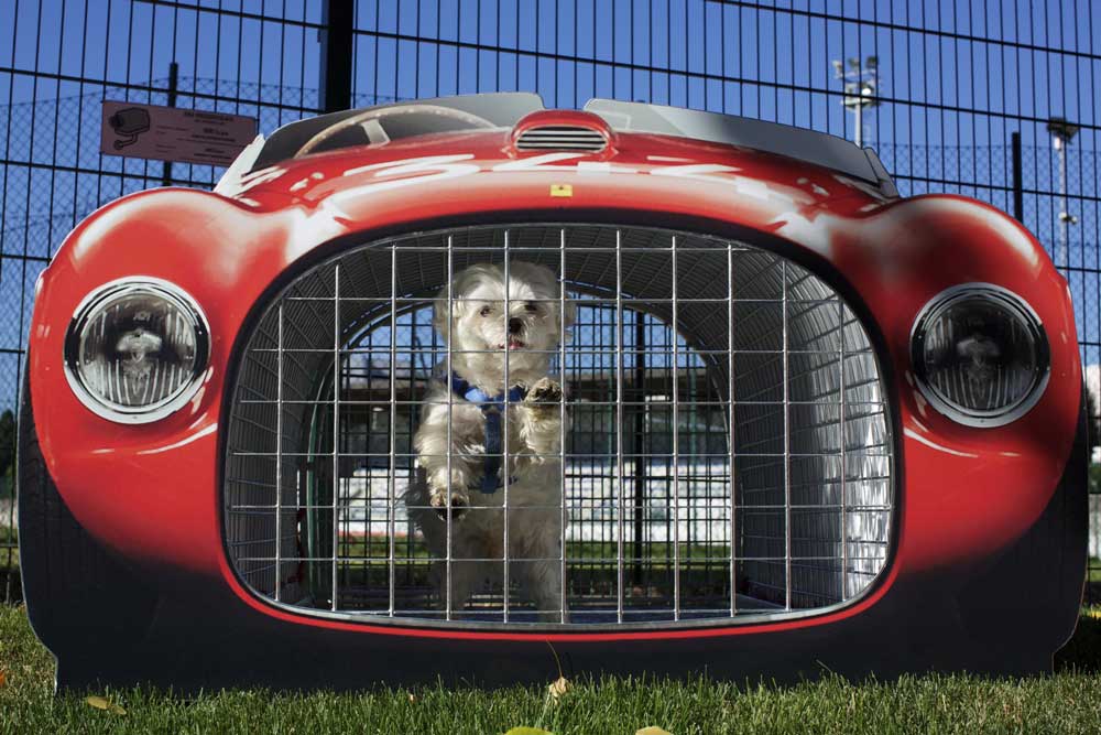 Ferrari-experience for dogs (in your face, cat!) ~ Garage74
