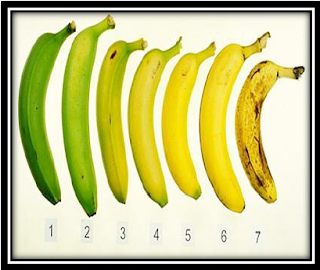 Fruit For The Office: The life-cycle of a banana