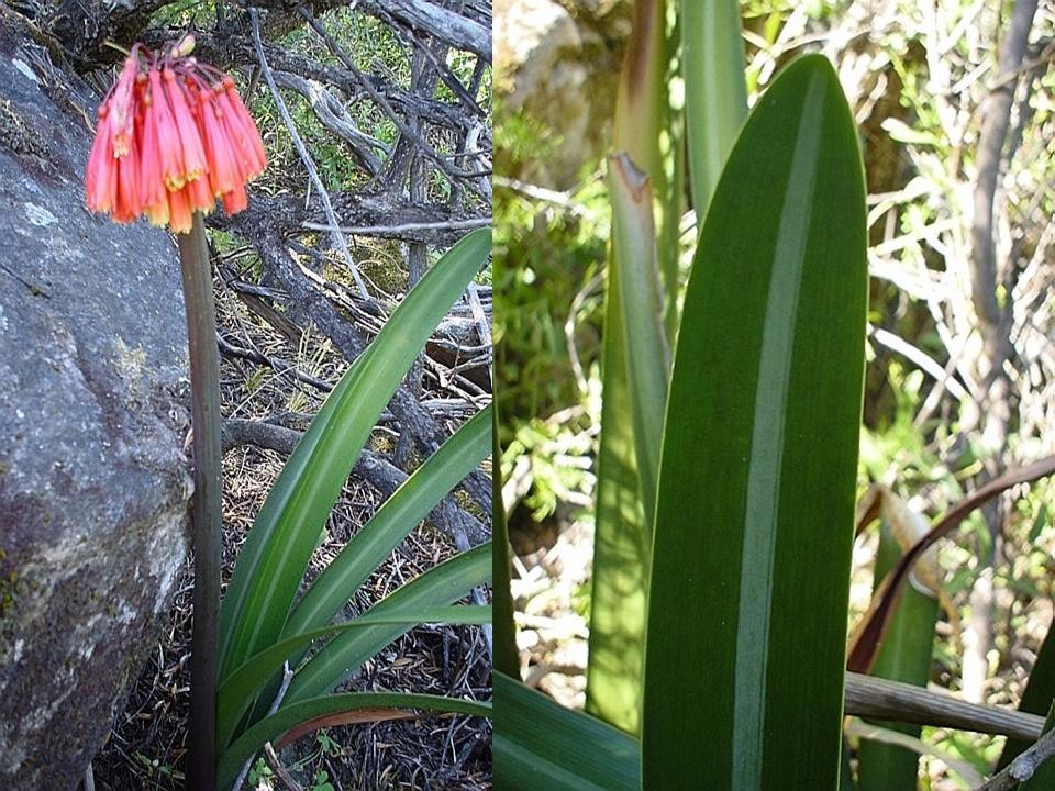 Sharing flower bulb information: Clivia mirabilis - a photographic ...