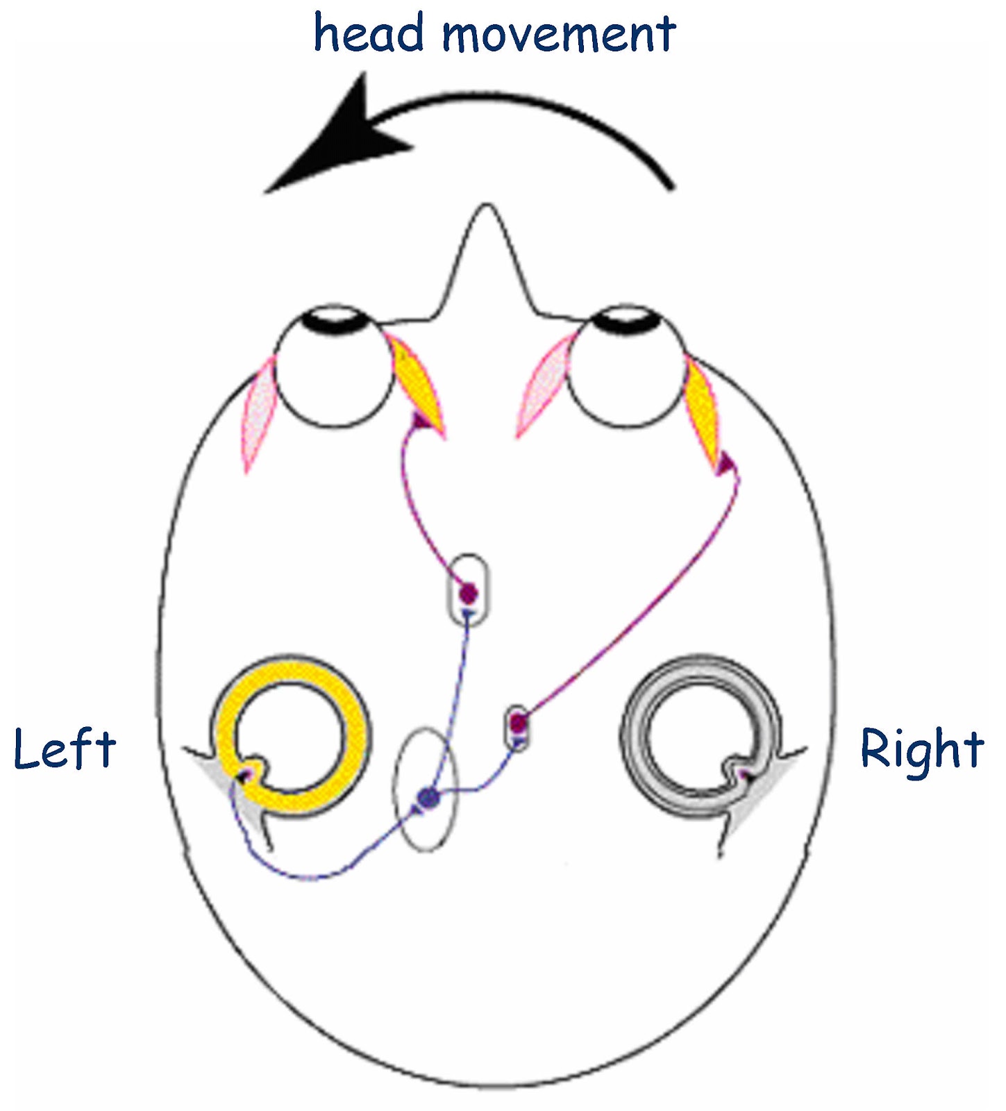 Nashville Vision Therapy: Vestibular System and Visual System. How do ...