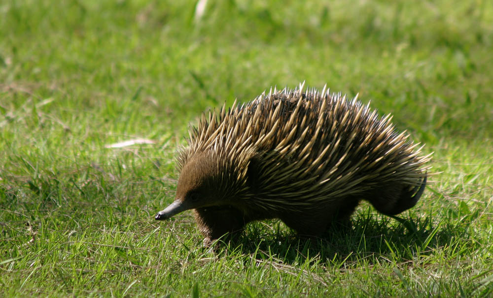 Biology of Animals: Tachyglossus aculeatus (Australian spiny ant eater ...