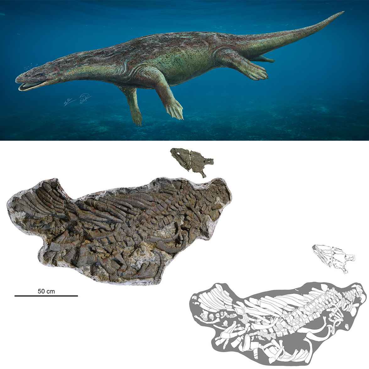 Species New to Science: [Paleontology • 2018] Paludidraco multidentatus ...