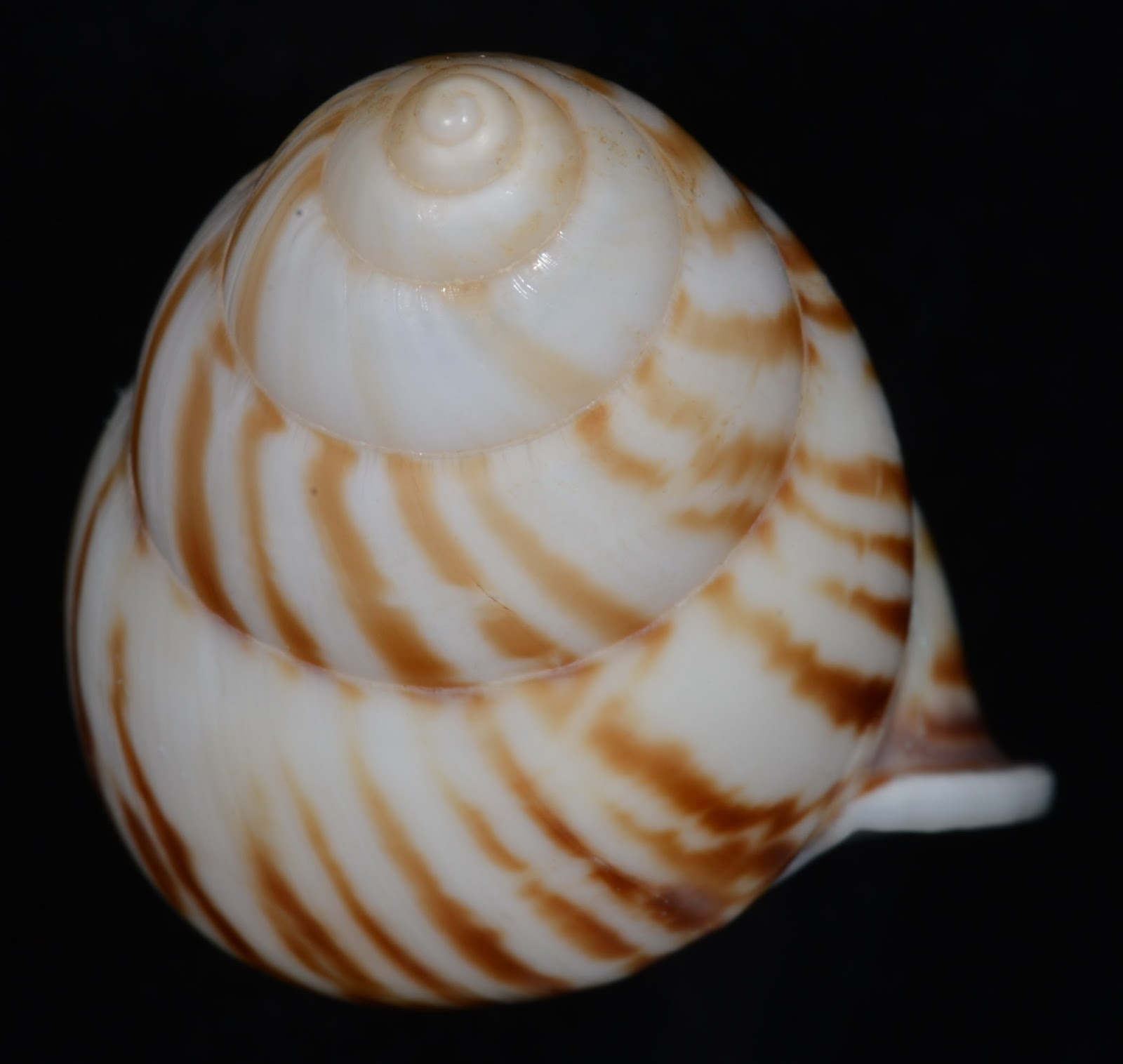 Dr. Lee's Gallery Museum: Amphidromus perversus borneensis 47.25mm