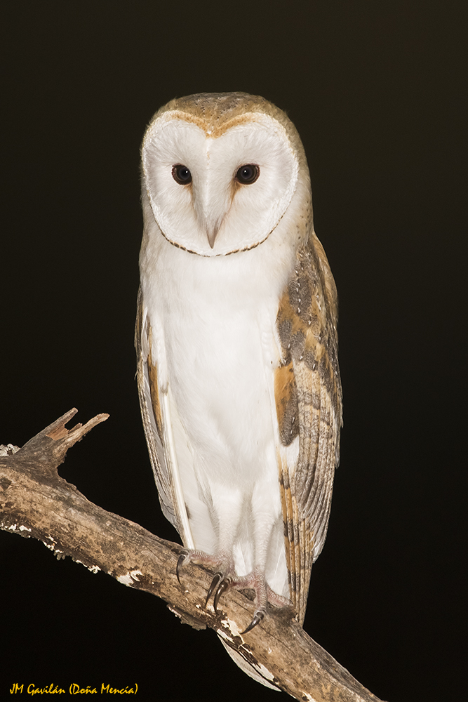 Fotografía de Naturaleza - JM Gavilán: Lechuza común o lechuza de ...