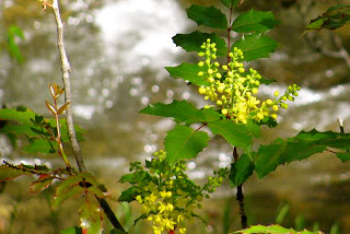 Methow Valley Herbs: Photo Friday - Oregon Grape Root