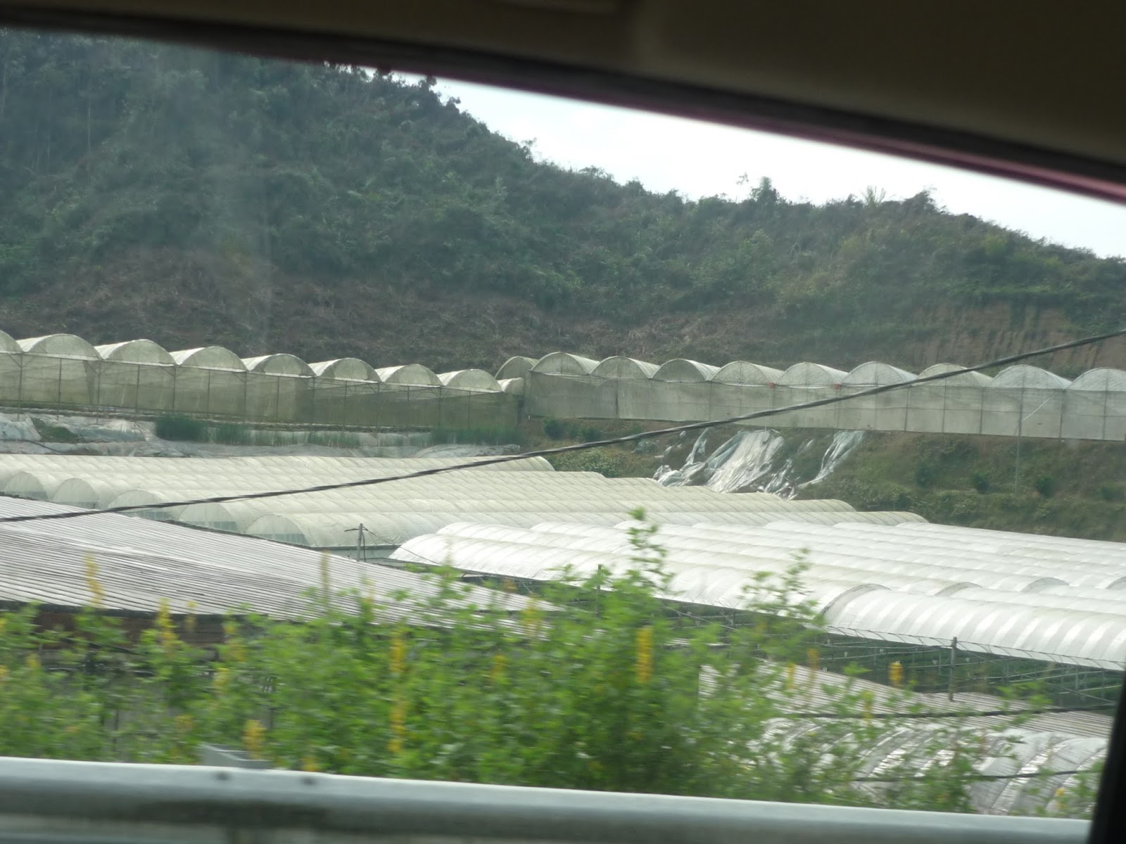 Our Journey : Pahang Cameron Highland - Kampung Raja Green View Garden Farm