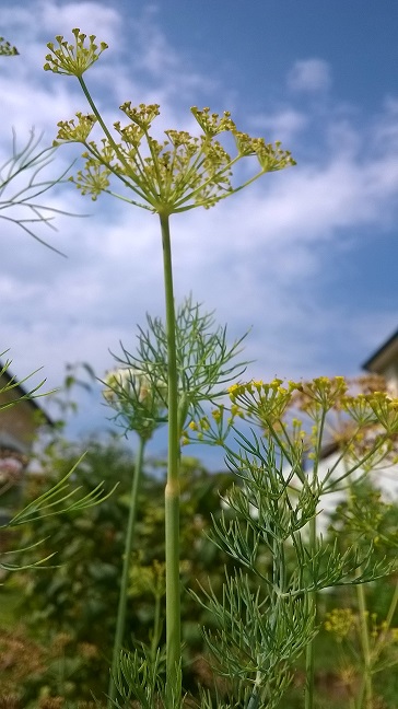 Hallelujah Herbs! Indoor Herb Gardening: Growing Dill Indoors