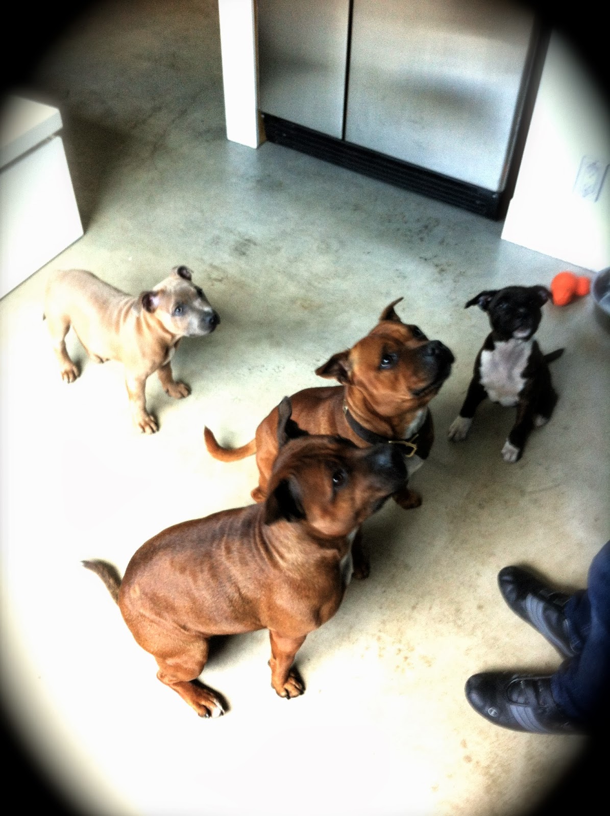 Tuff Love Kennels - Strathcona Staffy Bulls: RIP Rufus