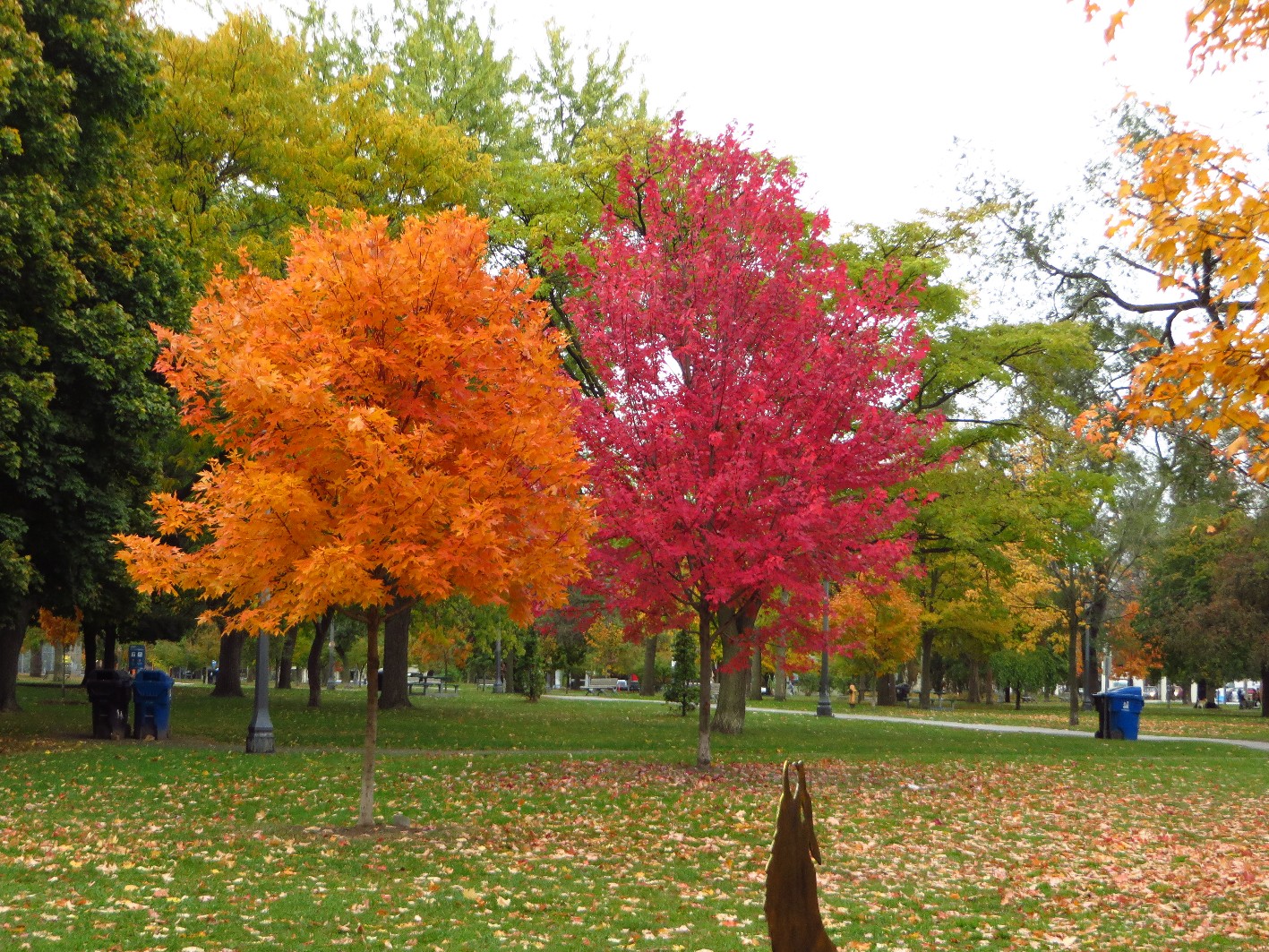 The World of Gord: The Burnt Orange Colours of KC's Tree