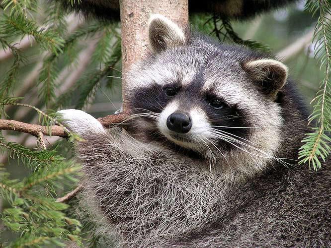 Animales en el Planeta: El mapache boreal, racuna, zorra manglera y ...