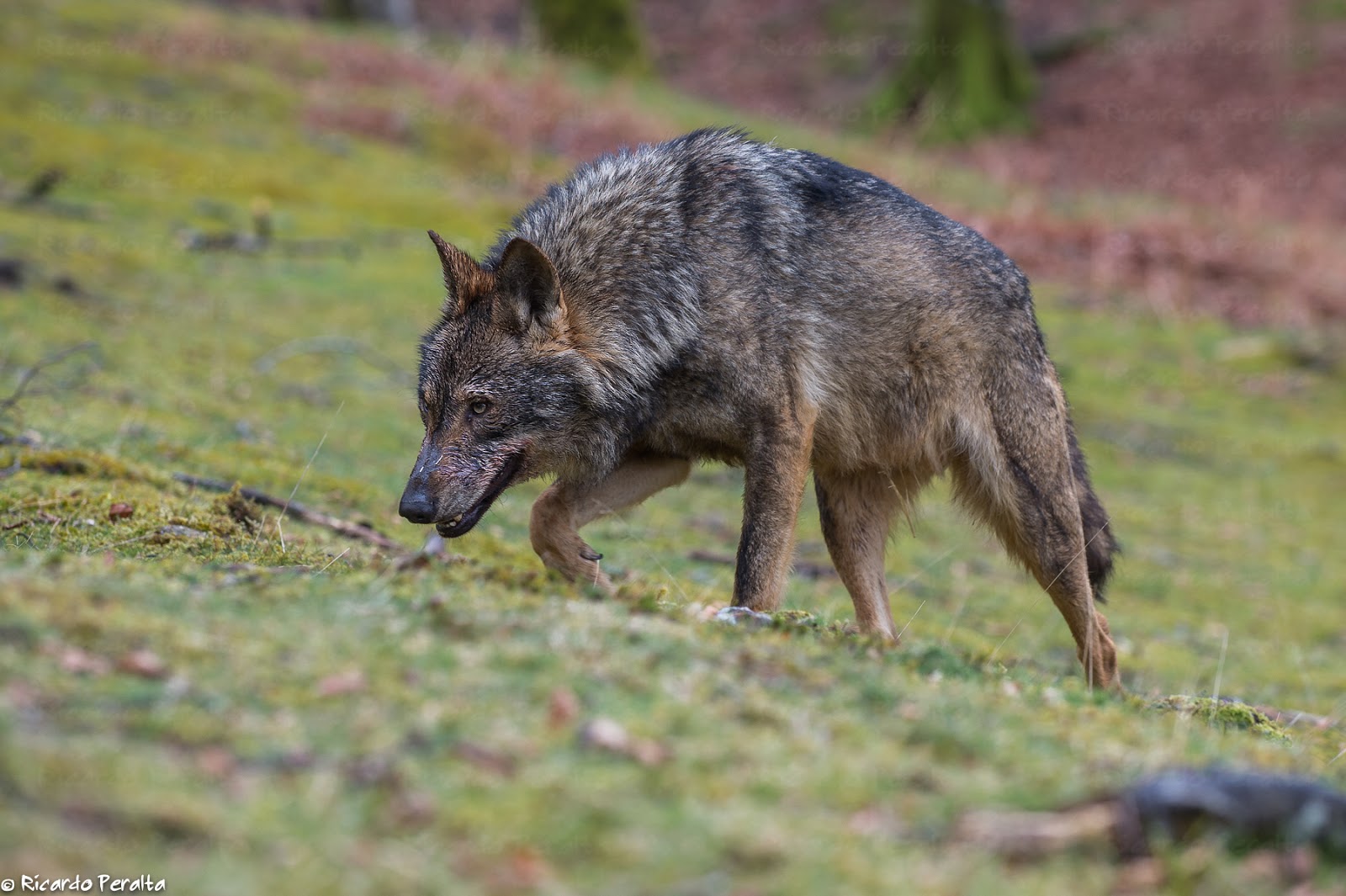 Ricardo Peralta. Fotógrafo de Naturaleza: Lobo Ibérico (Canis lupus ...