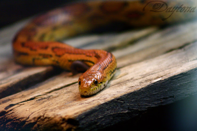 Our Beautiful World: Beautiful red snakes