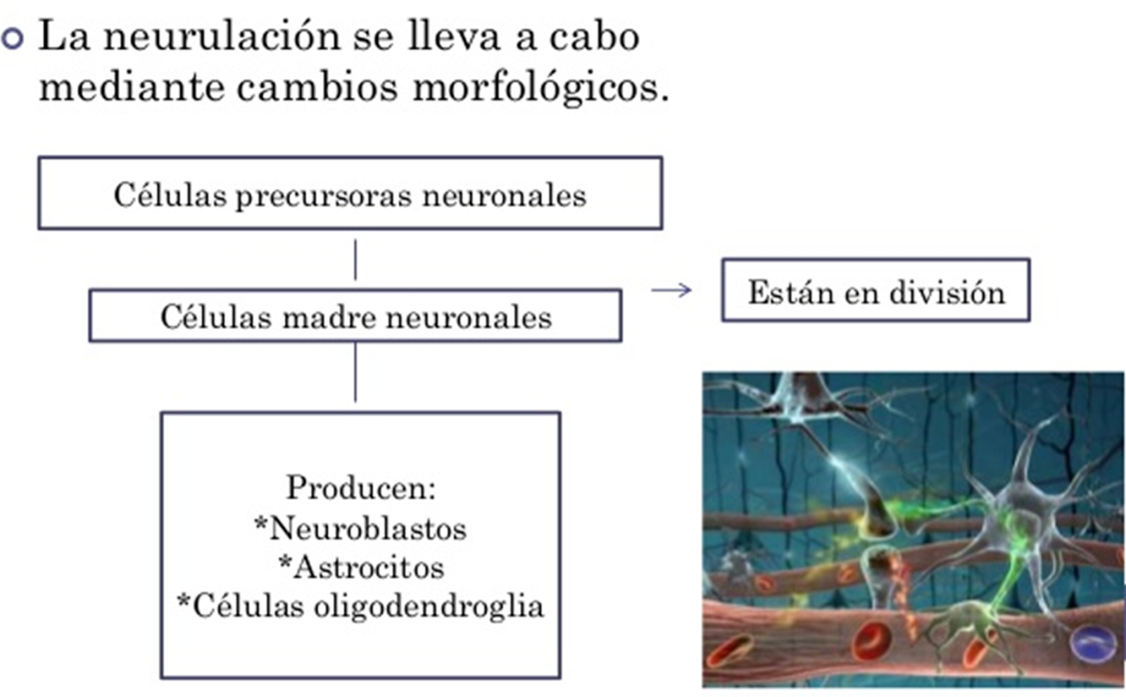 udla histo-embriologia