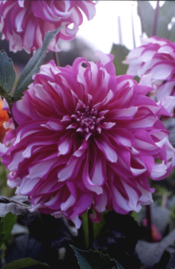 JAN'S COUNTRY GARDEN: June 1st and planting dahlias everyday...