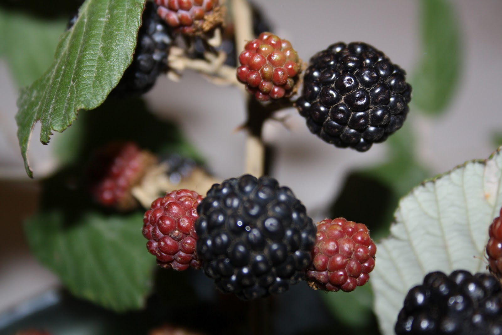 Las Moras (fruta) - Botánica: el maravilloso mundo verde - Taringa!