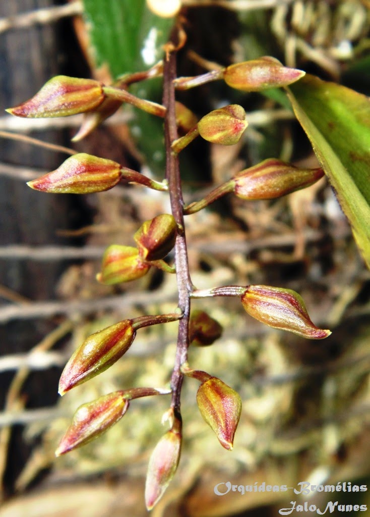 ORQUÍDEAS * BROMÉLIAS: 231 - Orquídea: Macradenia Multiflora