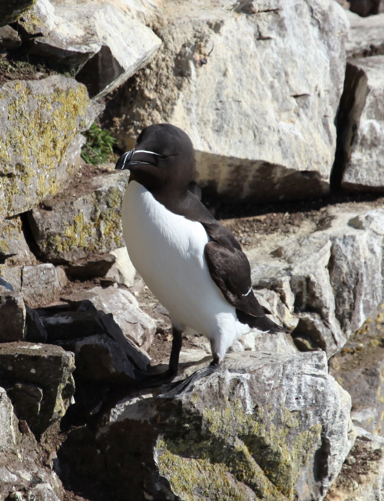 Blog de aves: Instantes alados: alca común