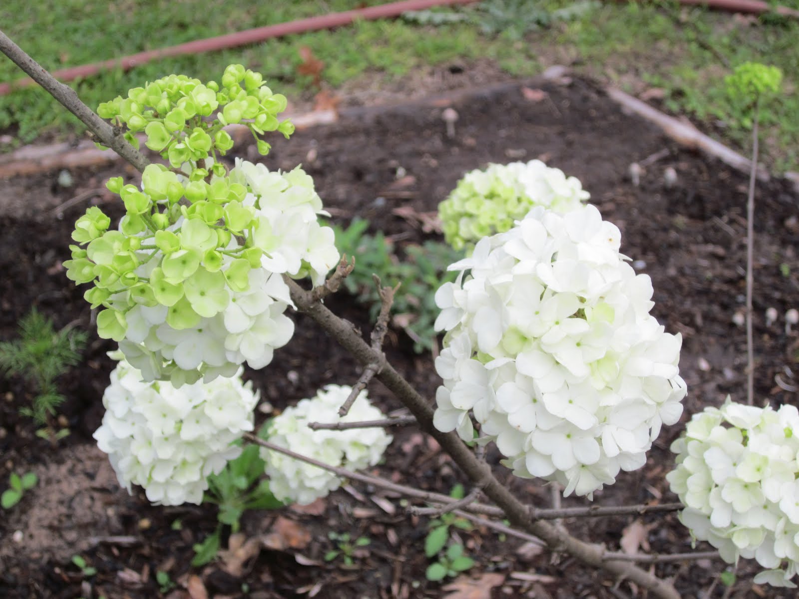 Lisa Bonassin's Garden: What's Blooming Now - Snowball Viburnum 03/05/2012