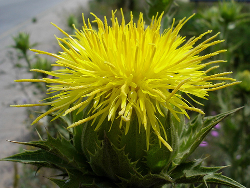 blessed thistle - meddic