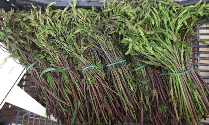 the gondolier's wife: Spring Omelette with Wild Hop Sprouts - Frittata ...