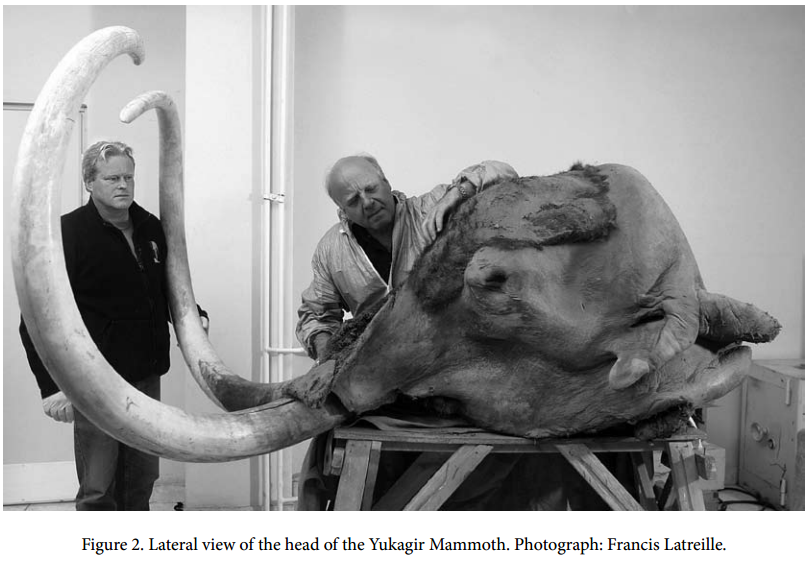 Locky's English Playground: Event: I Love Lyuba: Baby Mammoth of the ...