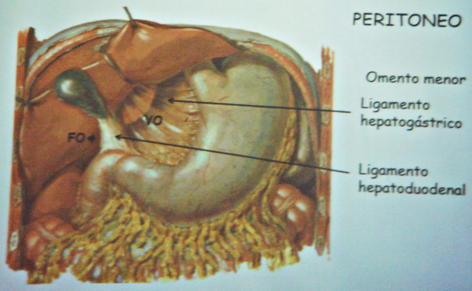 Anatomia Del Peritoneo - [pptx Powerpoint] DD2