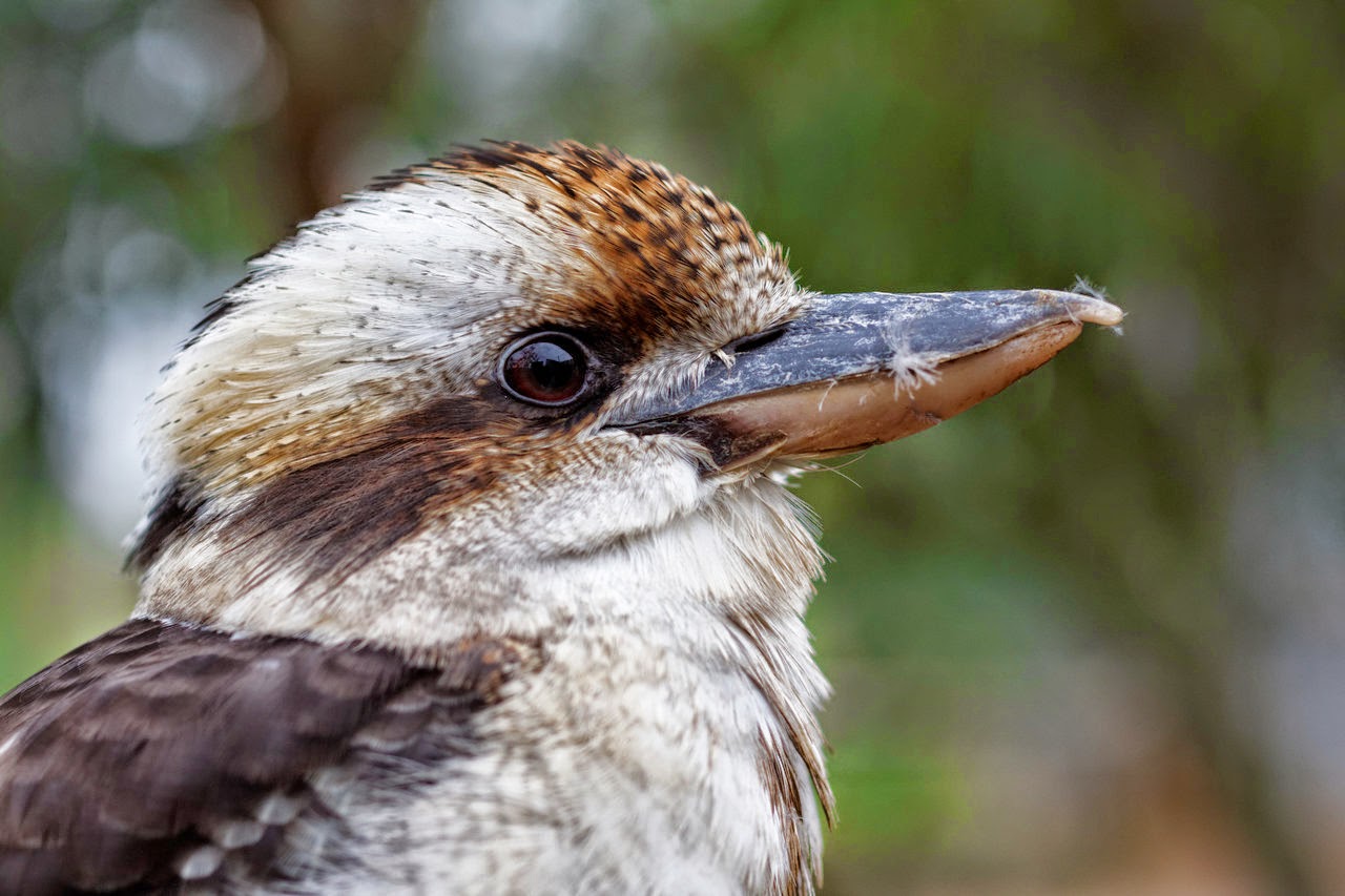 KOOKABURRA BIRD photos - wallpapers | the fun bank
