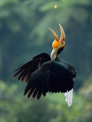 Jenis Gambar Burung Rangkong - Gambar Burung