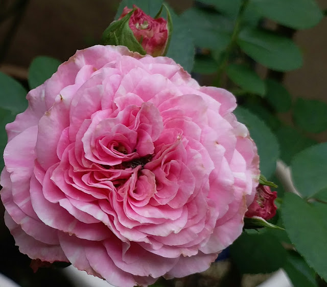 Tanam Ros Untuk Beginner: April 2017