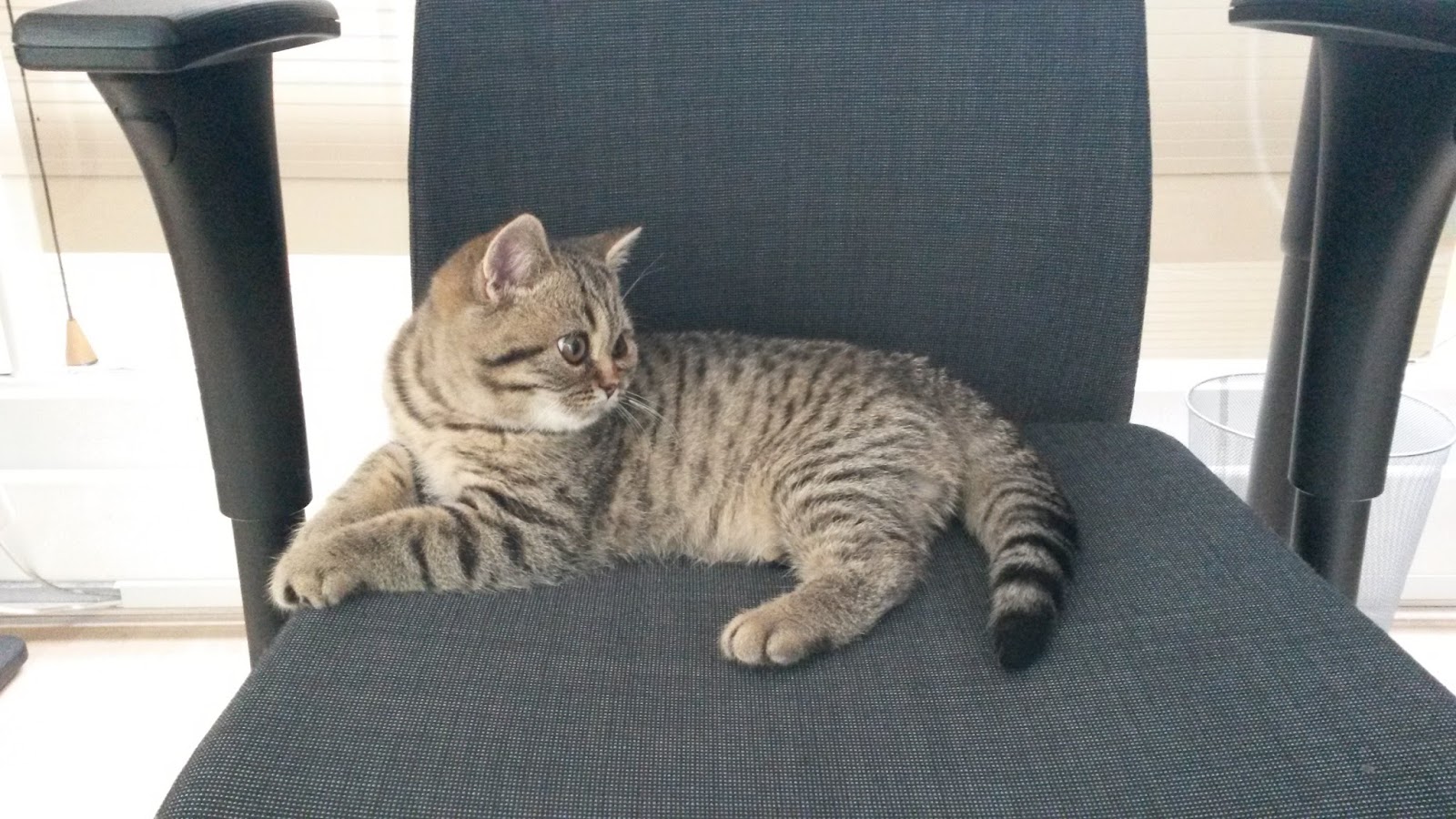 Miss Hendrie's Workbook: Best buy of 2017: Juniper the cat