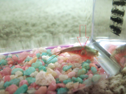 Homeschool Smarts: Caring for Triops (How I Did It)