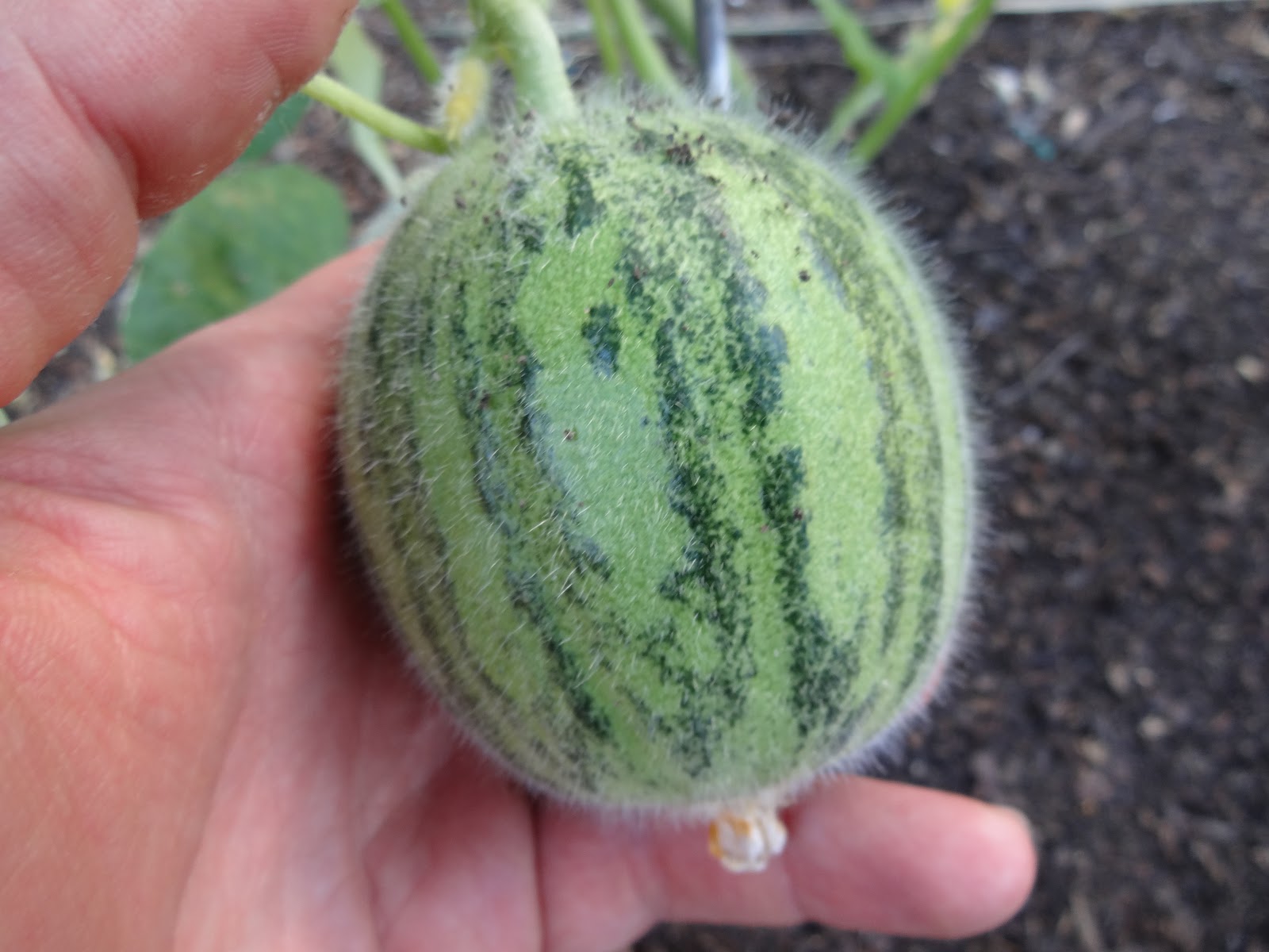 The Scientific Gardener: 2018