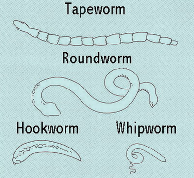 Doggy Bakery: Tapeworm in Dogs - What You Need to Know