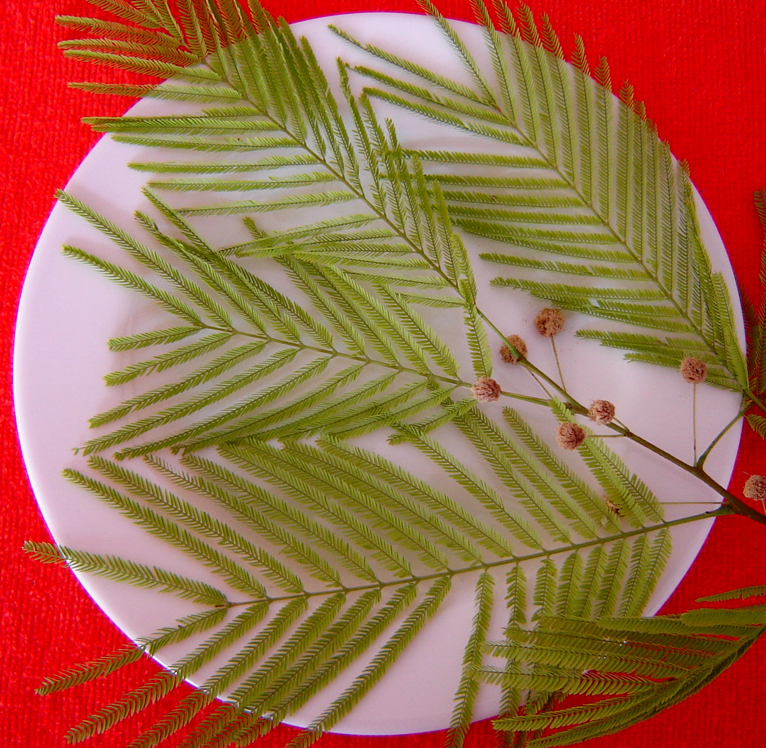 v e r d e c h a c o: Cebil / Curupay