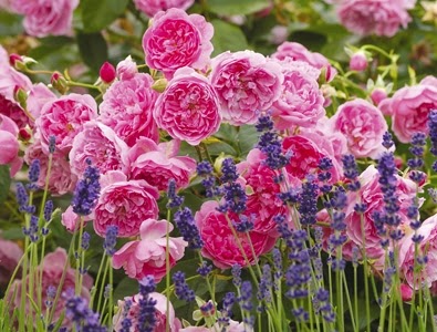 LOUISE LATULIPPE DESIGN: Mes roses préférées: les roses anglaises de ...