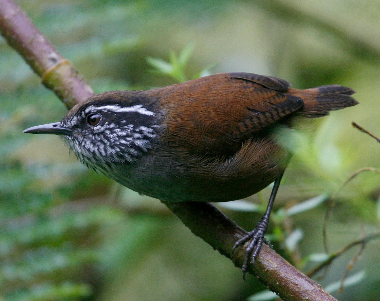 The Bagsy Blog: 07/02/12