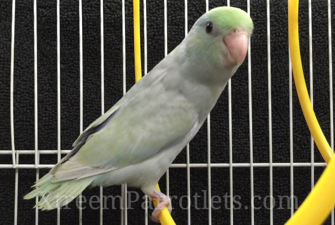 Xtreem Parrotlet Breeders: The Rare Dilute Turquoise Parrotlet