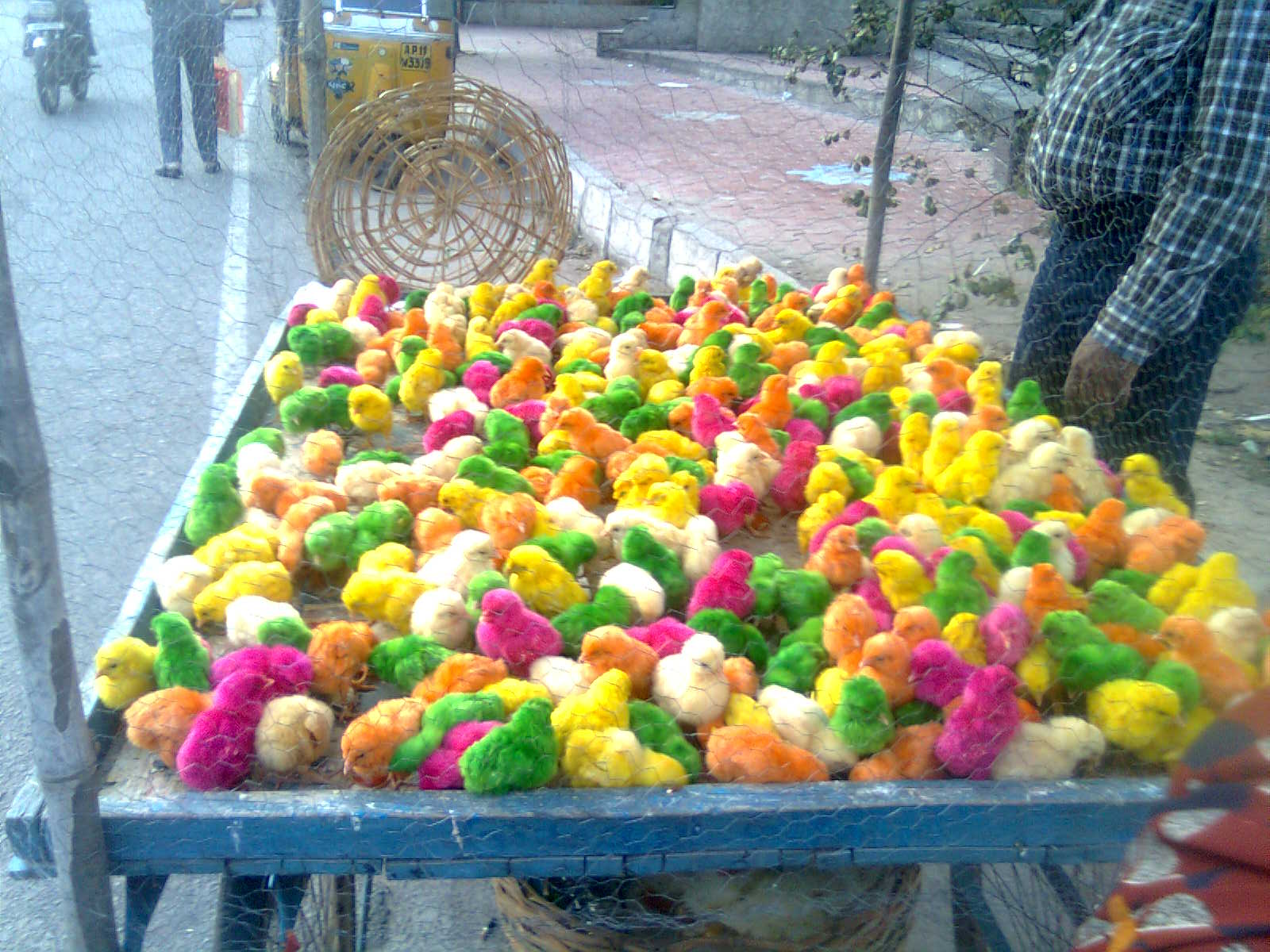 Two people: Rainbow chicken