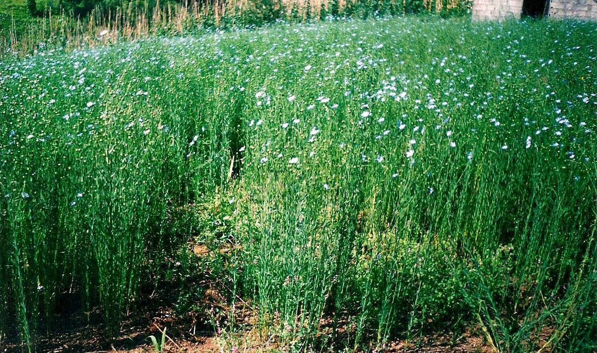 Oficina de Tecelagem - Santana - Região Autónoma da Madeira: Linho em flor