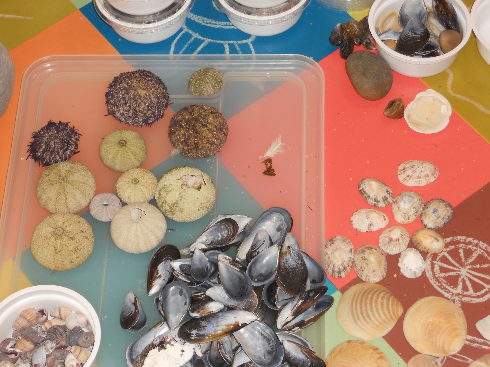 A Sala 1 da EB das Campinas: Conchas e matemática