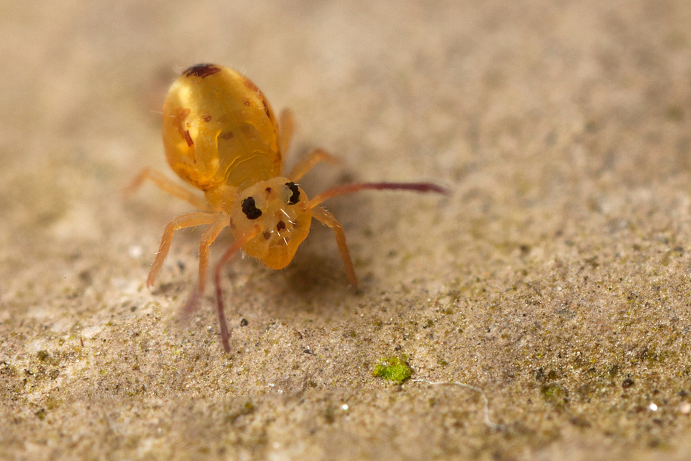 phils photographic adventures: New year Springtails