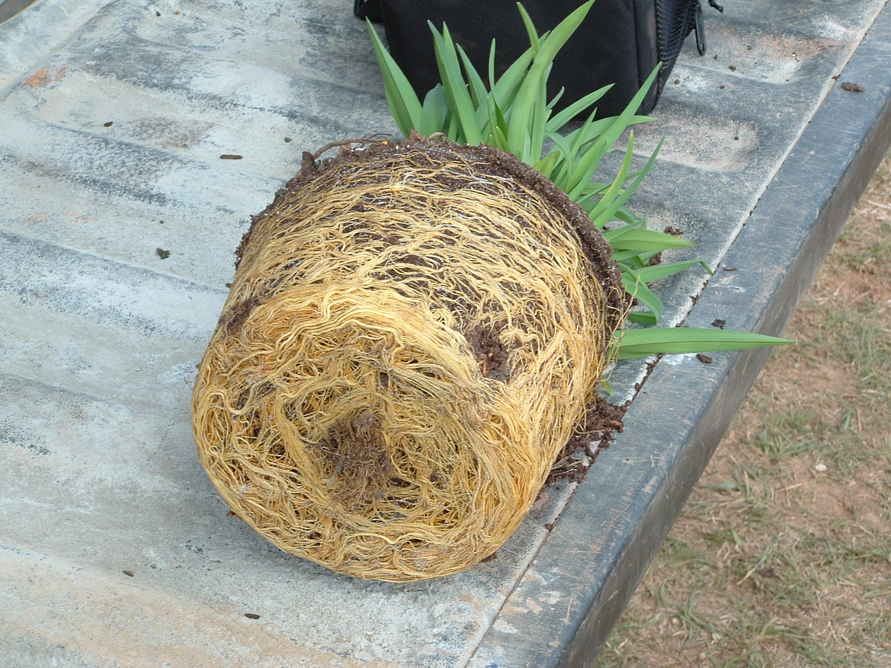 The Citrus Guy: Sometimes, they just DIE!