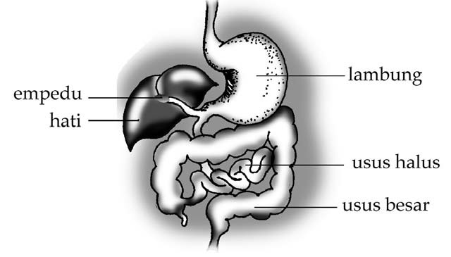ORGAN PENCERNAAN MAKANAN MANUSIA - Panduan soal