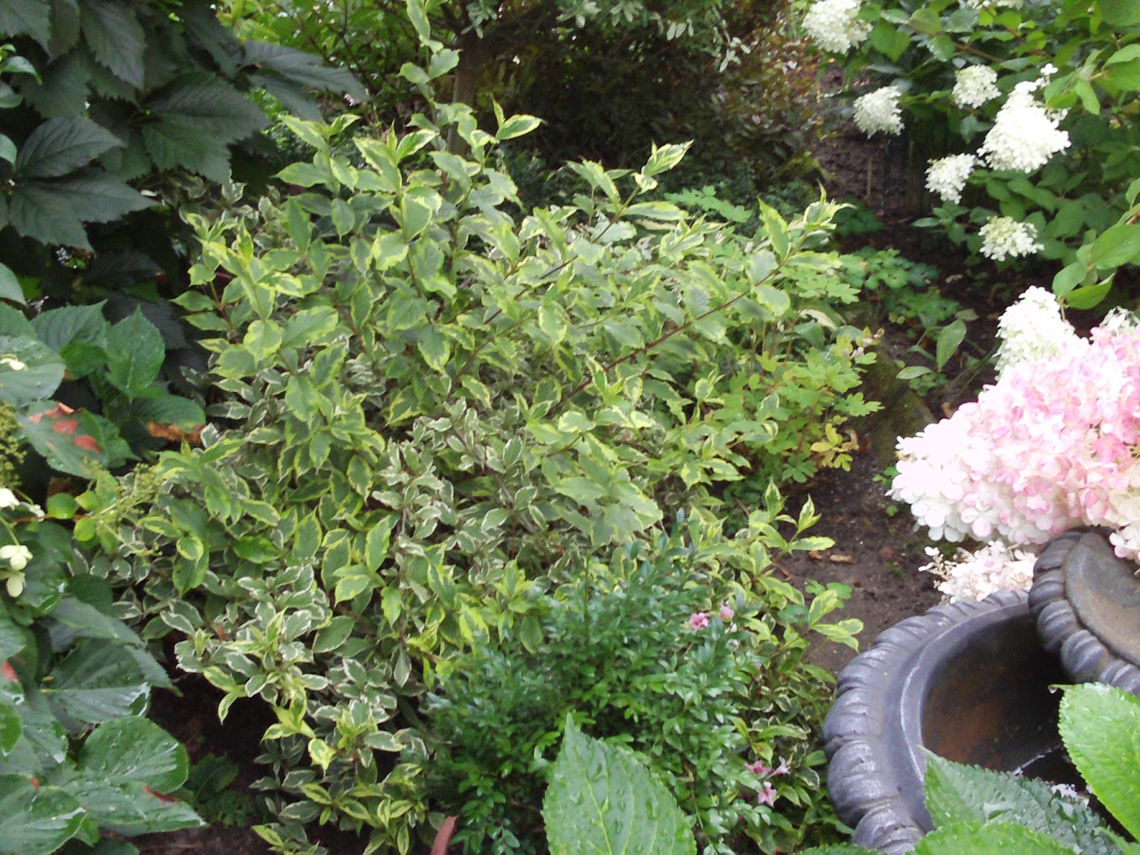 Weigelie (Weigelia florida "Nana Variegata") - Gartenelfe