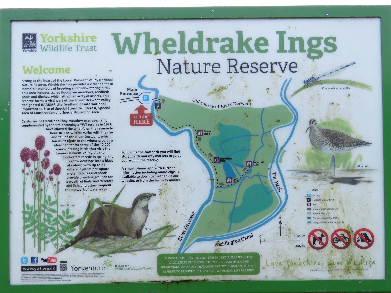 Wild at Hull: Flooded Wheldrake Ings