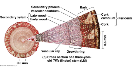 Jaringan Pada Tumbuhan Kelas XI ~ BIOLOGI SMA
